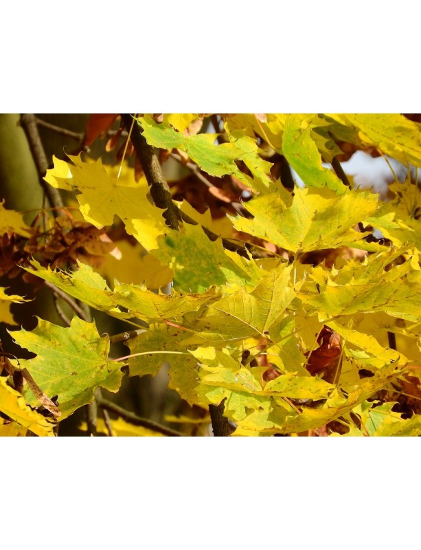 Acer platanoides - Norway Maple