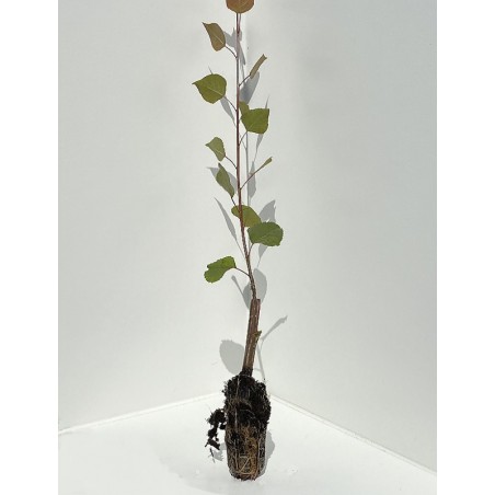 Populus Hybrid - Hybrid Poplar